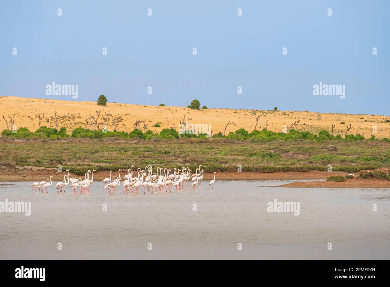 Morocco, province of El Jadida, Sidi Moussa Lagoon Nature Reserve Stock ...