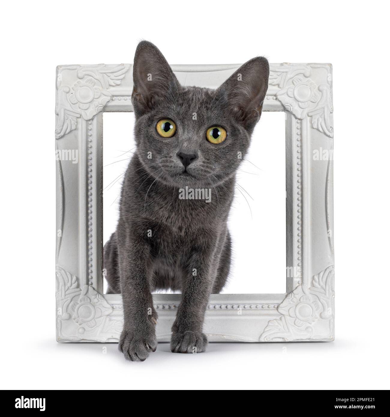 Cute young Korat cat, sitting through white picture frame. Looking ...