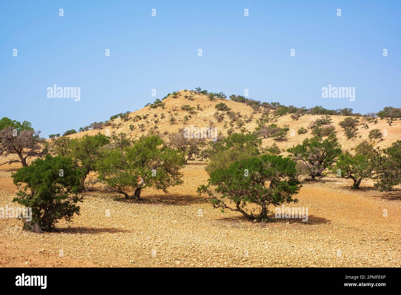 Morocco, region of Souss-Massa, Arganeraie Biosphere Reserve (RBA ...