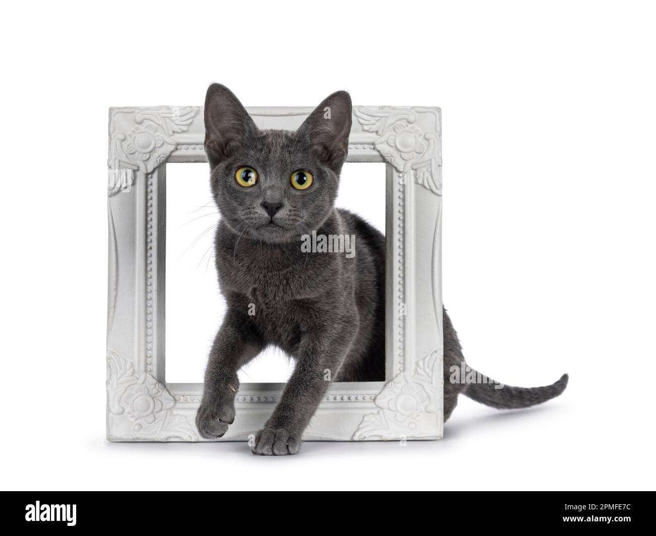 Cute young Korat cat, stepping through white picture frame. Looking ...
