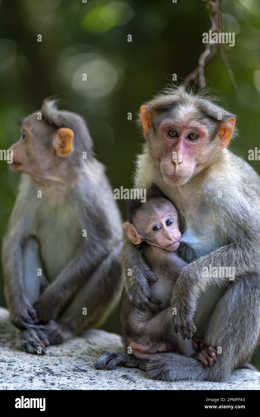 India, Kerala, Munnar, monkeys Stock Photo - Alamy