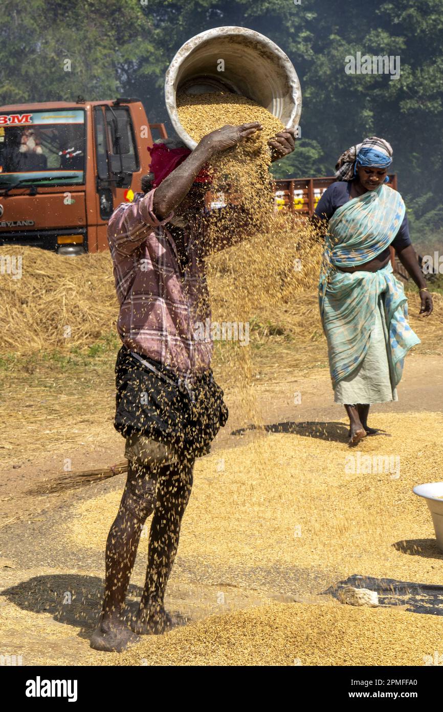 India, Tamil Nadu, husking of the rice Stock Photo - Alamy