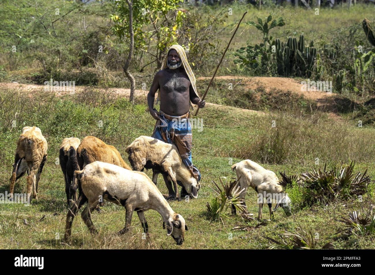 India, Tamil Nadu, Chettinad, sheperd Stock Photo - Alamy