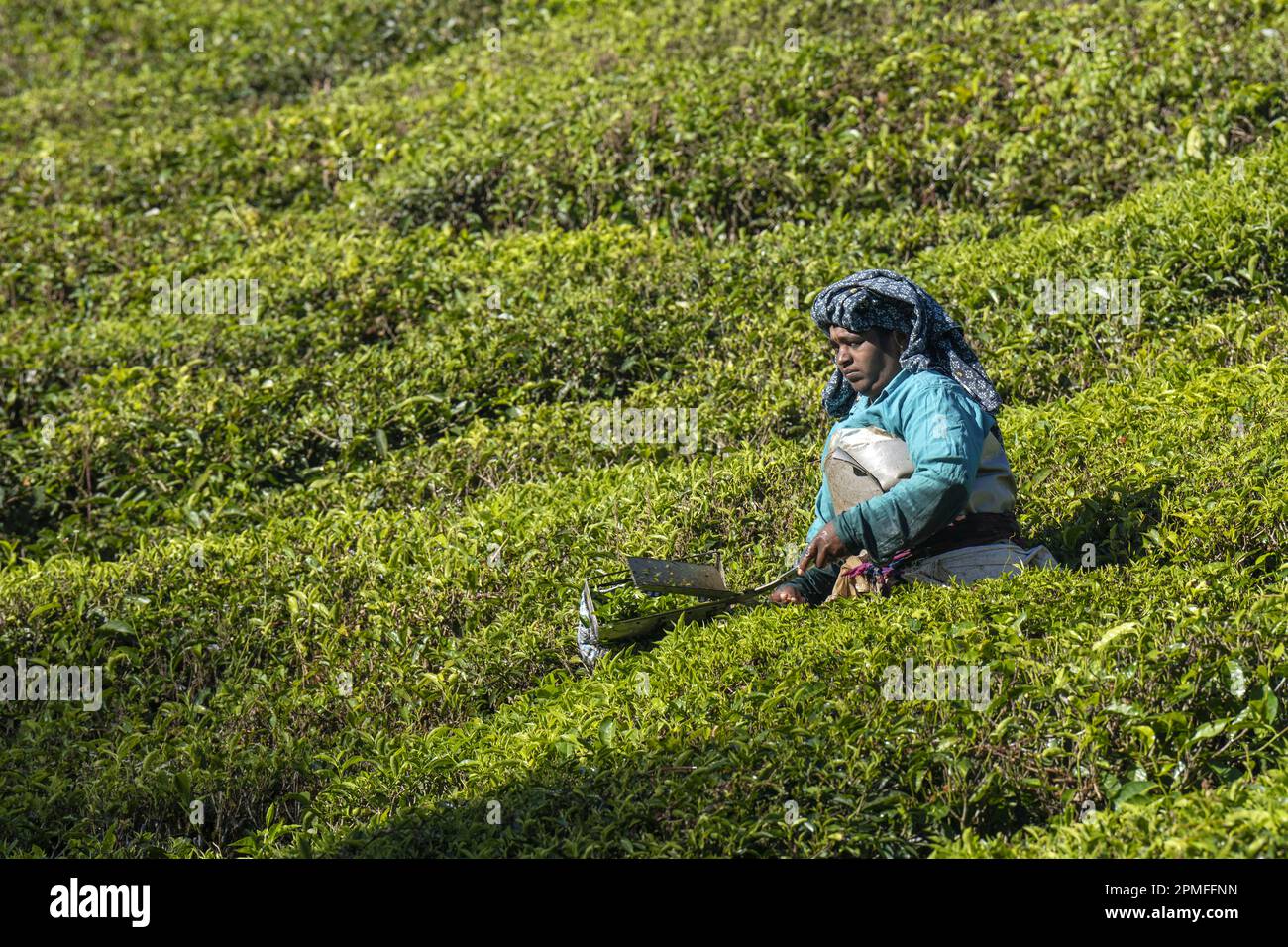 India, Kerala, Munnar, tea estates Stock Photo - Alamy