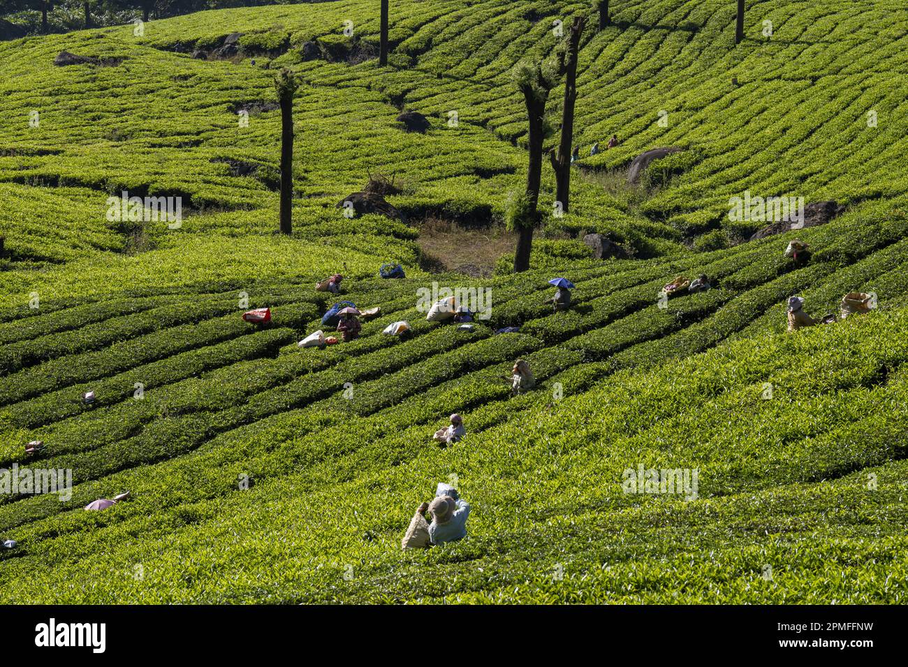 India, Kerala, Munnar, tea estates Stock Photo - Alamy