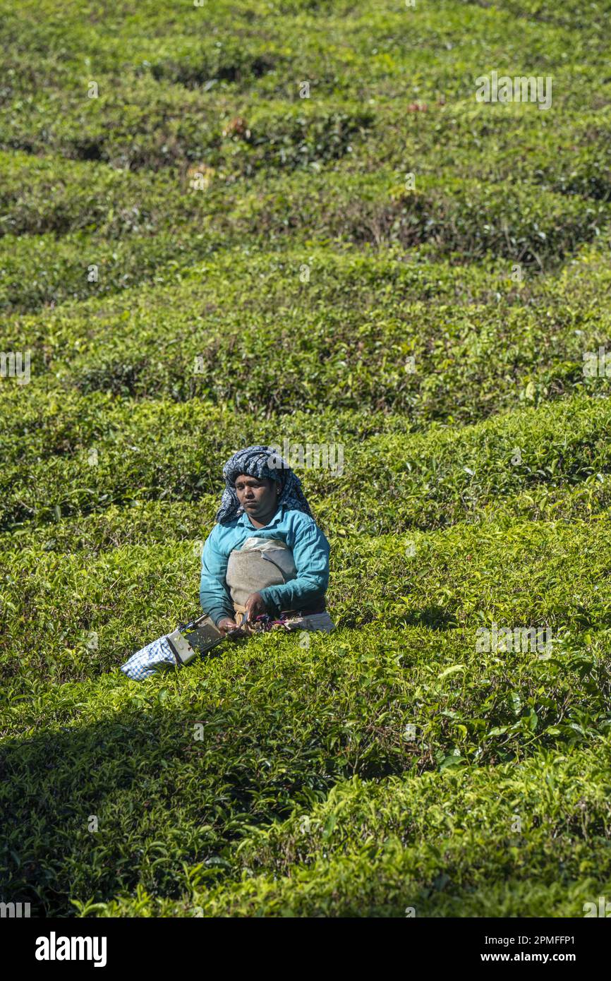 India, Kerala, Munnar, tea estates Stock Photo - Alamy