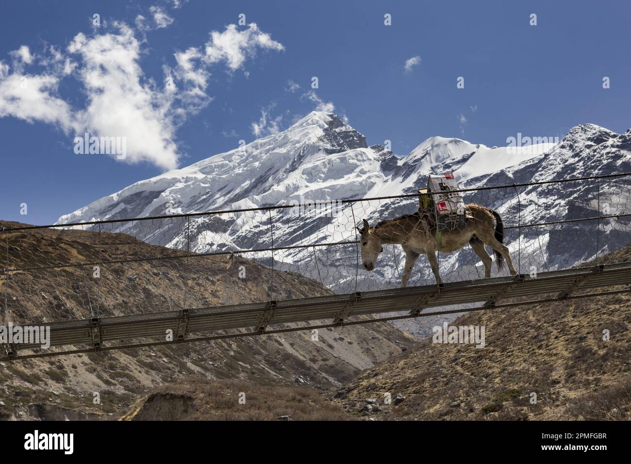 Nepal, Annapurna Conservation Area Project, Annapurna circuit, mule on ...