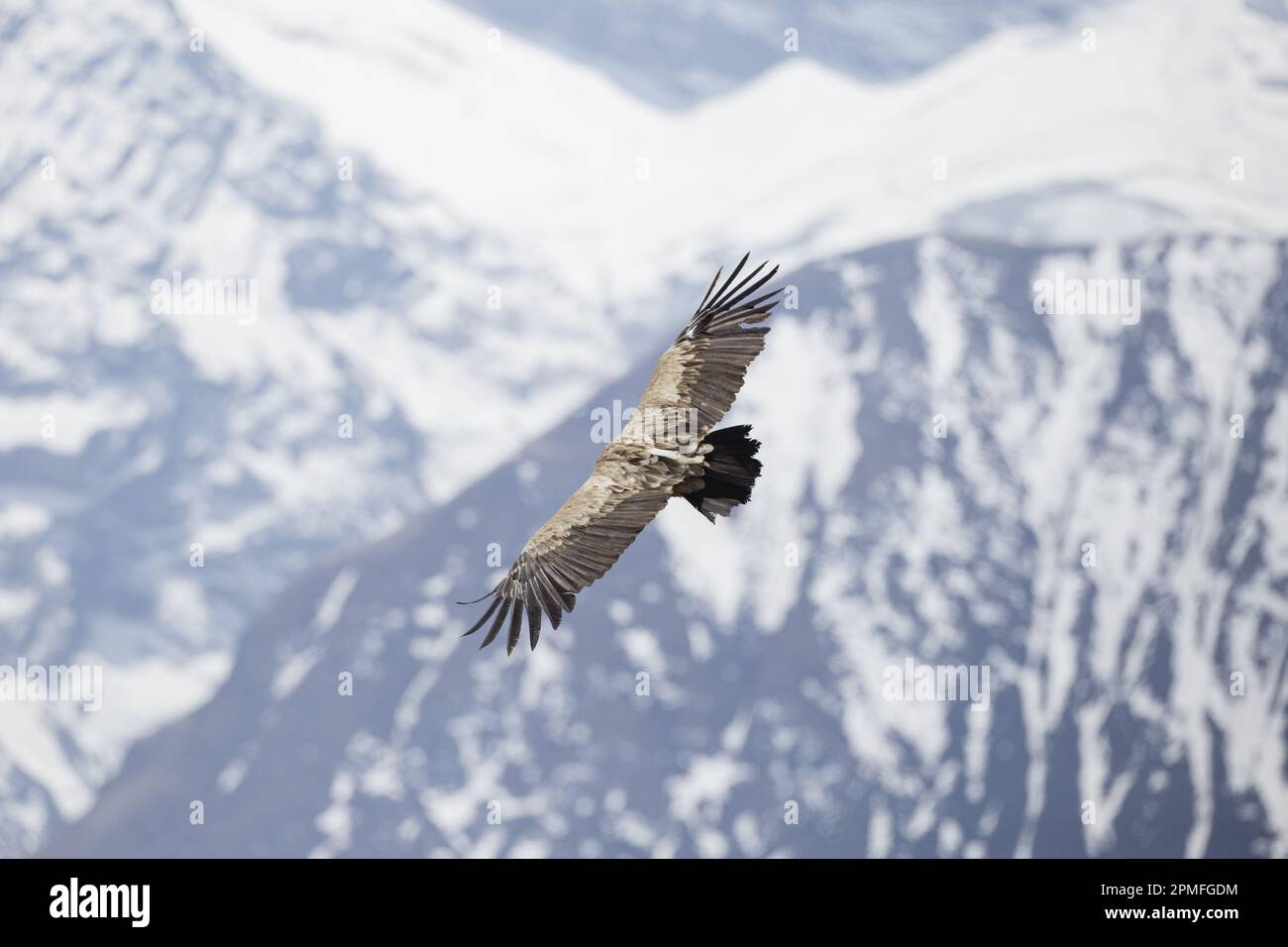 Nepal, Annapurna Conservation Area Project, Himalayan Griffon Vulture ...