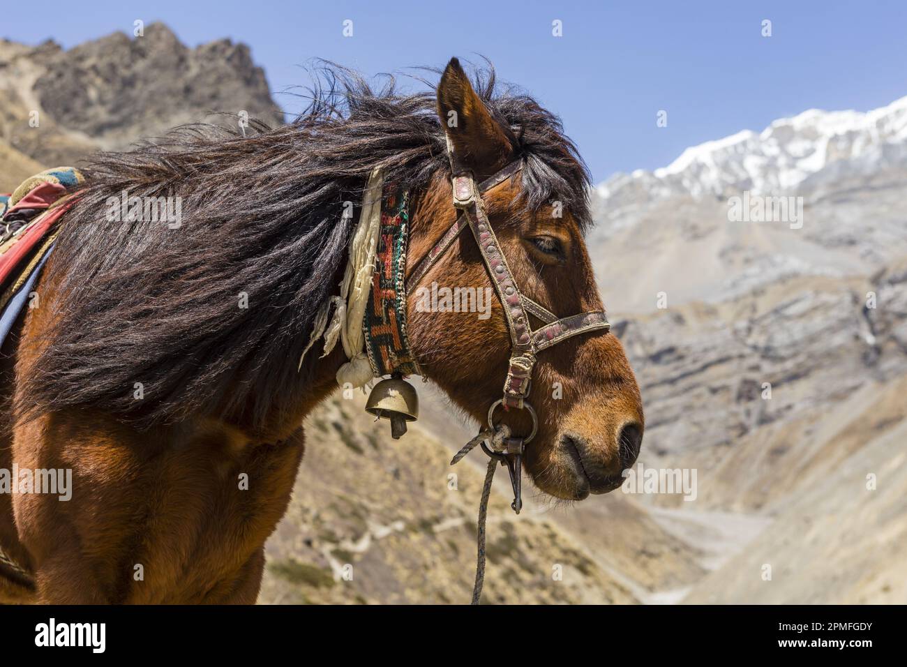 Nepal, Annapurna Conservation Area Project, Annapurna circuit, horse on ...