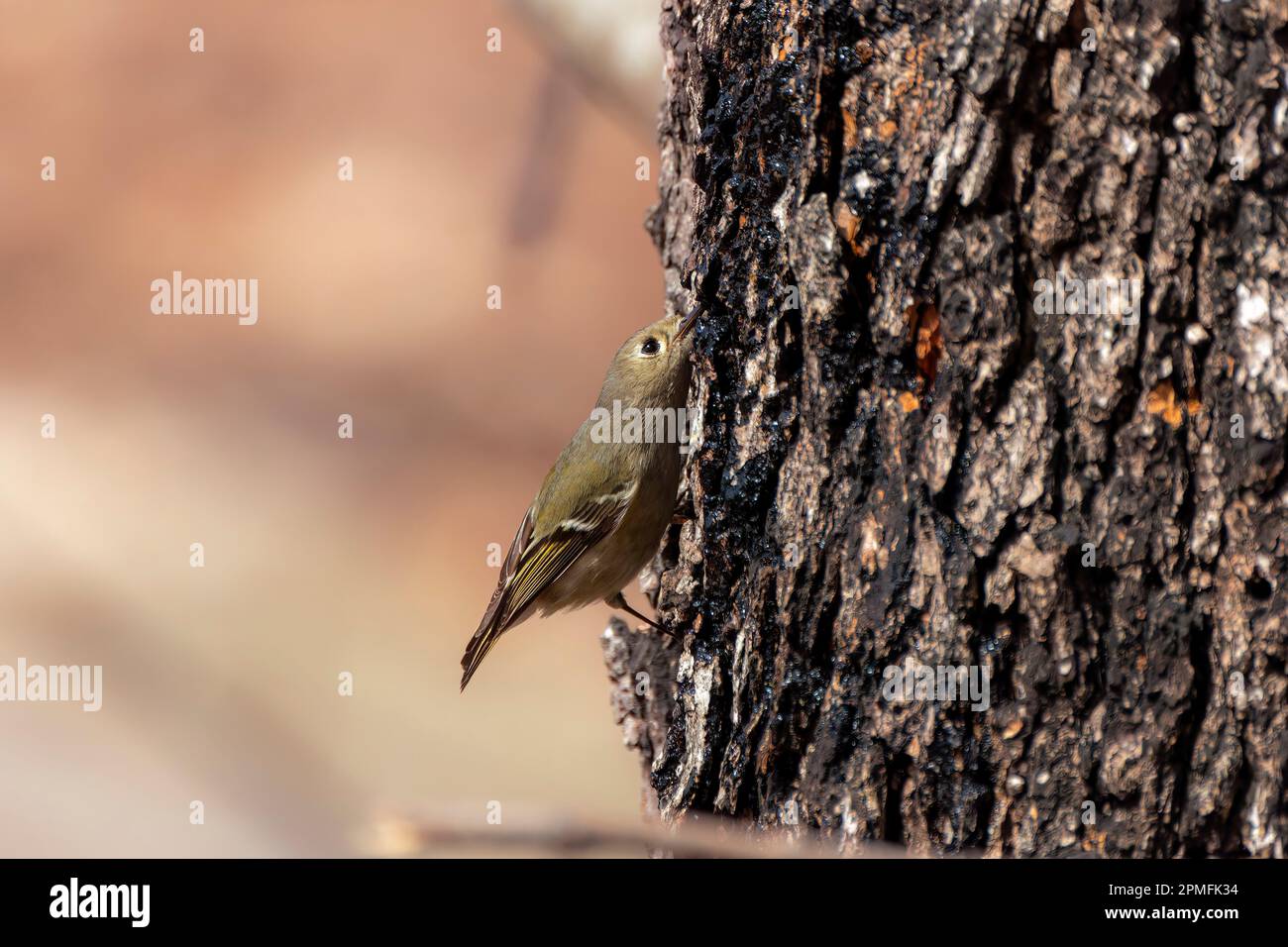 Ruby-crowned Kinglet. In the spring, woodpeckers make holes in a tree ...