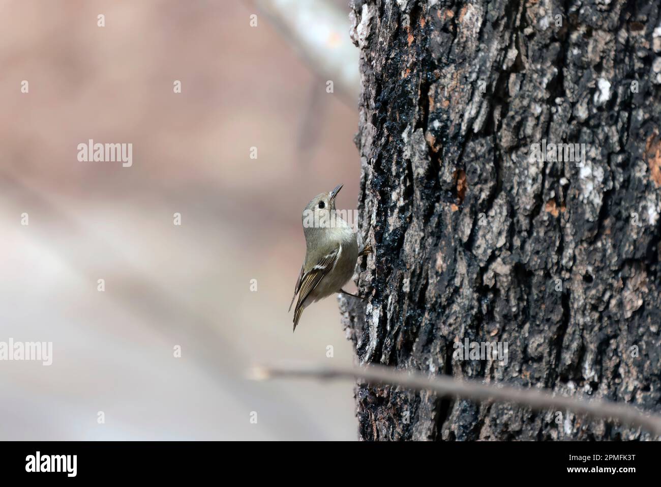 Ruby-crowned Kinglet. In the spring, woodpeckers make holes in a tree ...