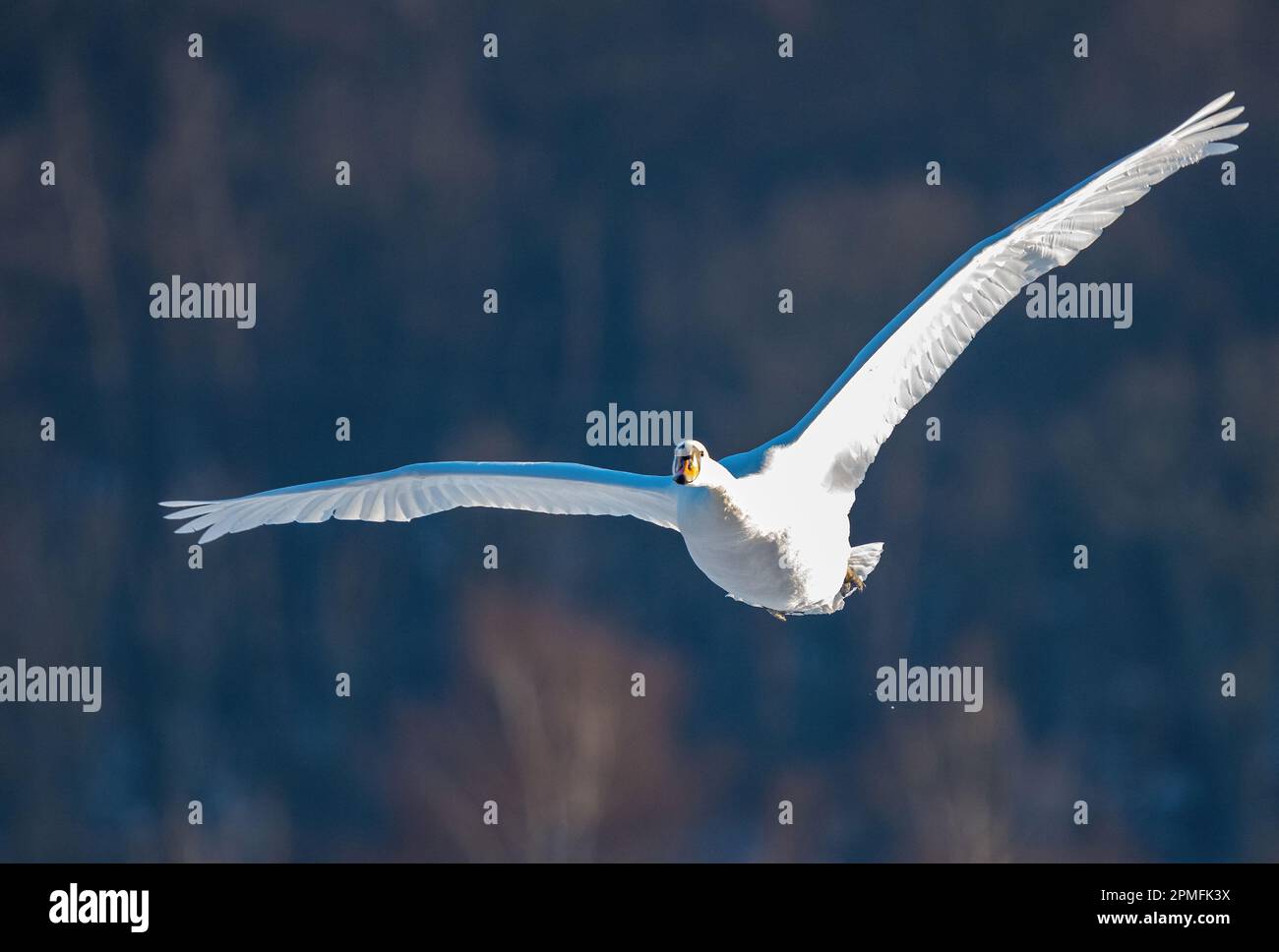 A majestic white swan soaring through the sky with its wings ...