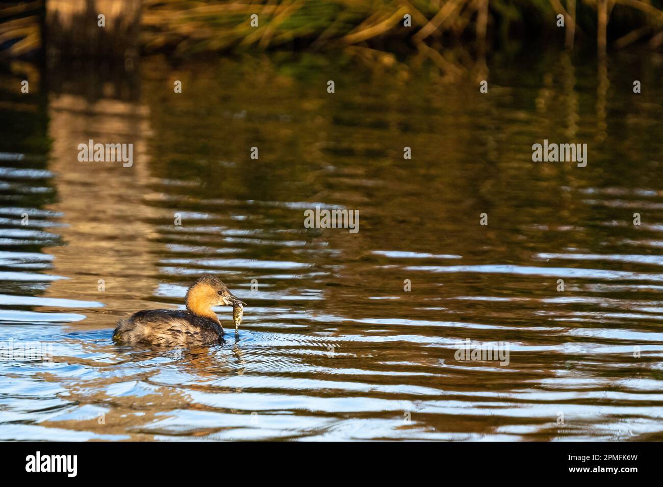 A mallard duck standing in a body of water surrounded by tall grass and ...