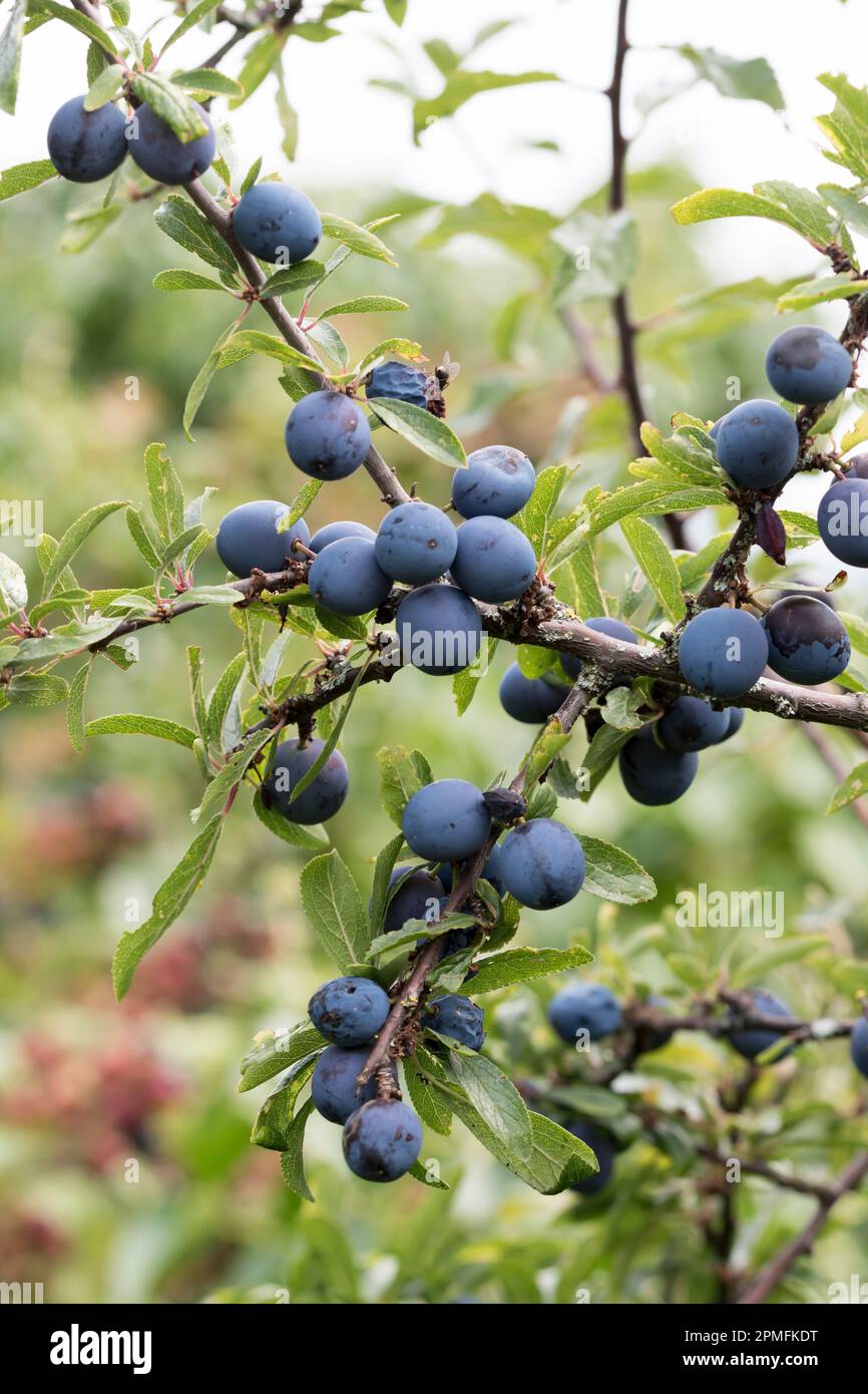 Prunus spinosa Blackthorn Sloe Stock Photo - Alamy