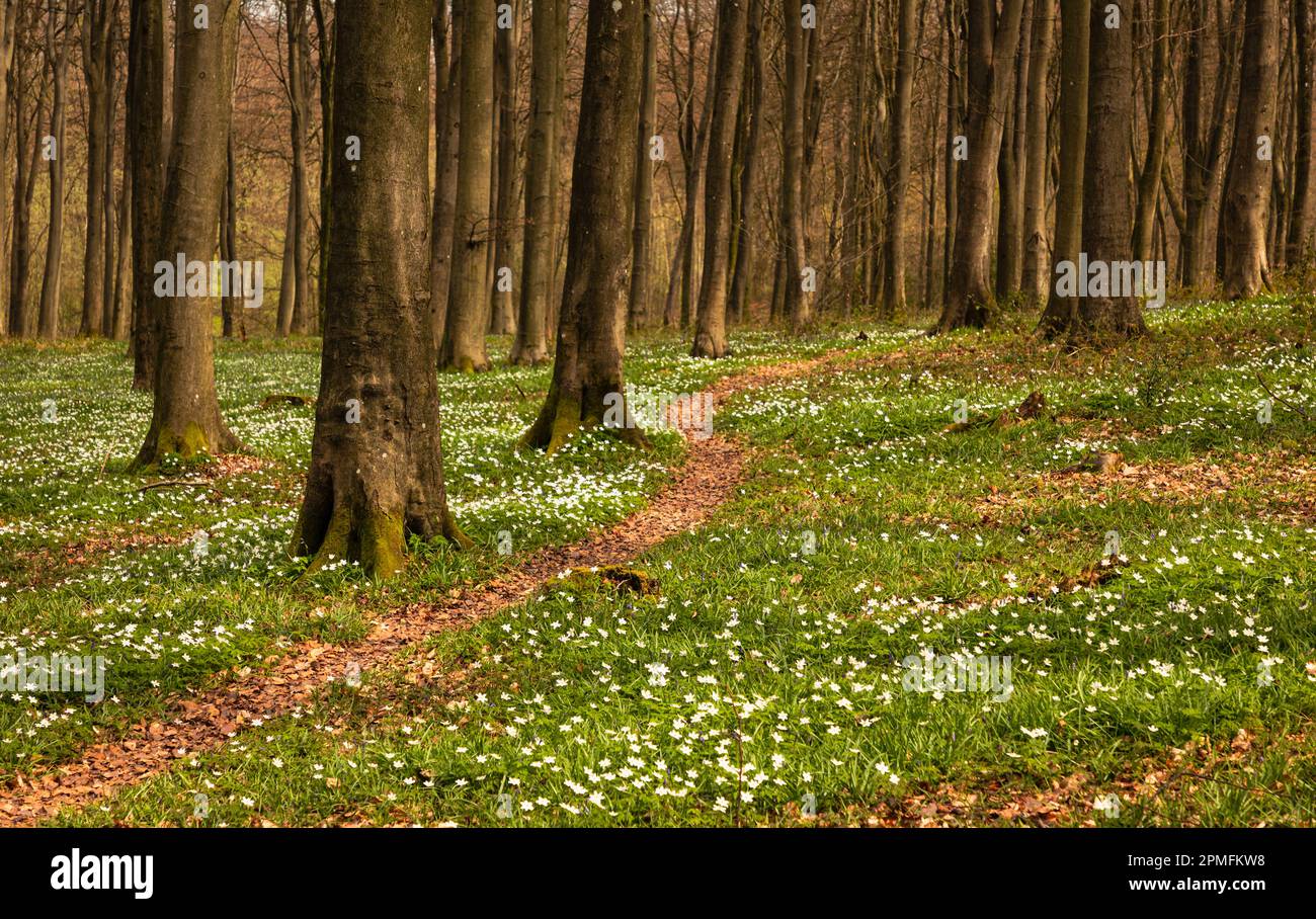 April wood anemones growing among the beech trees within Vinehall ... April wood anemones growing among the beech trees within Vinehall ...