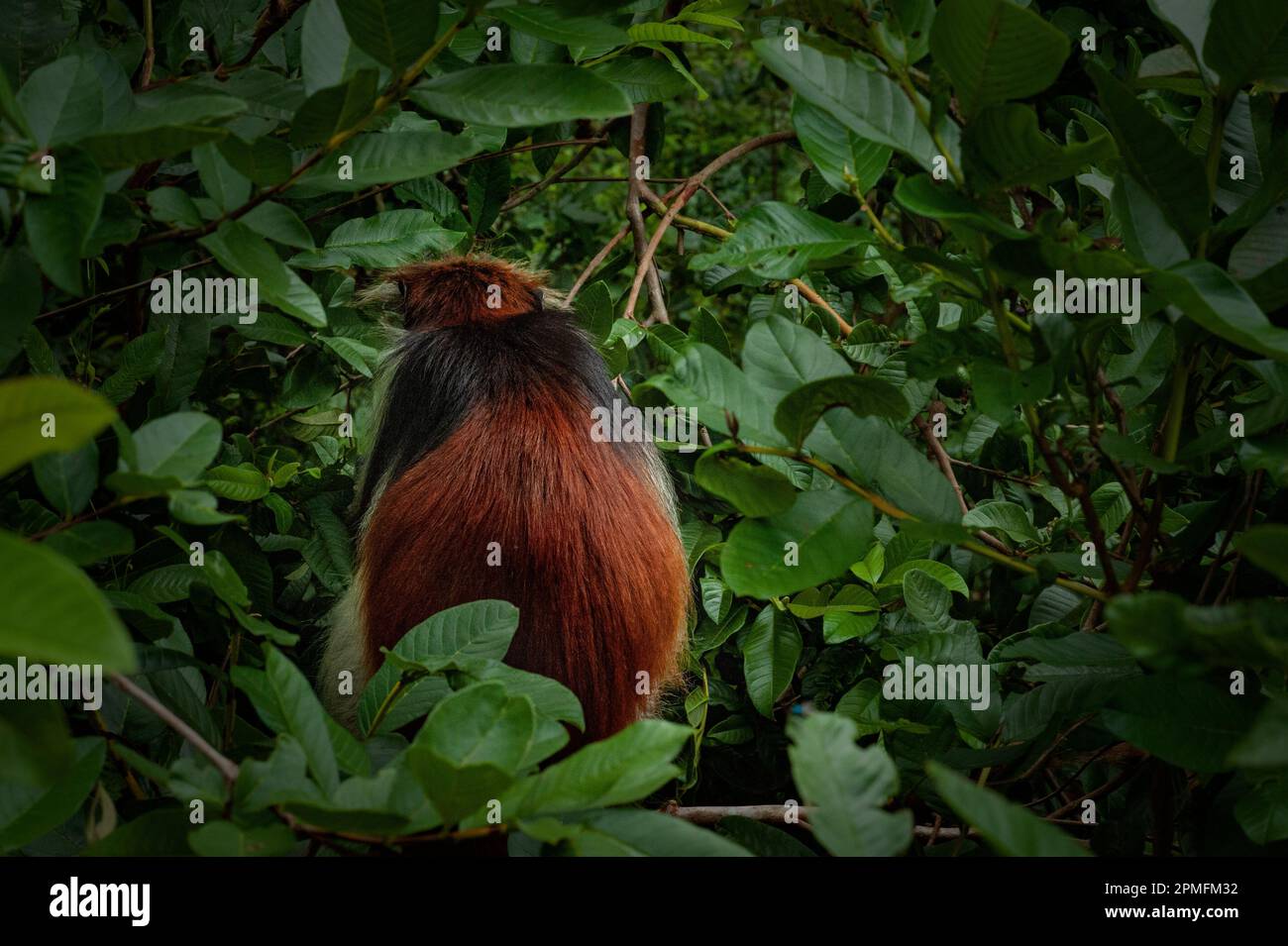 Red colobus of zanzibar hi-res stock photography and images - Alamy