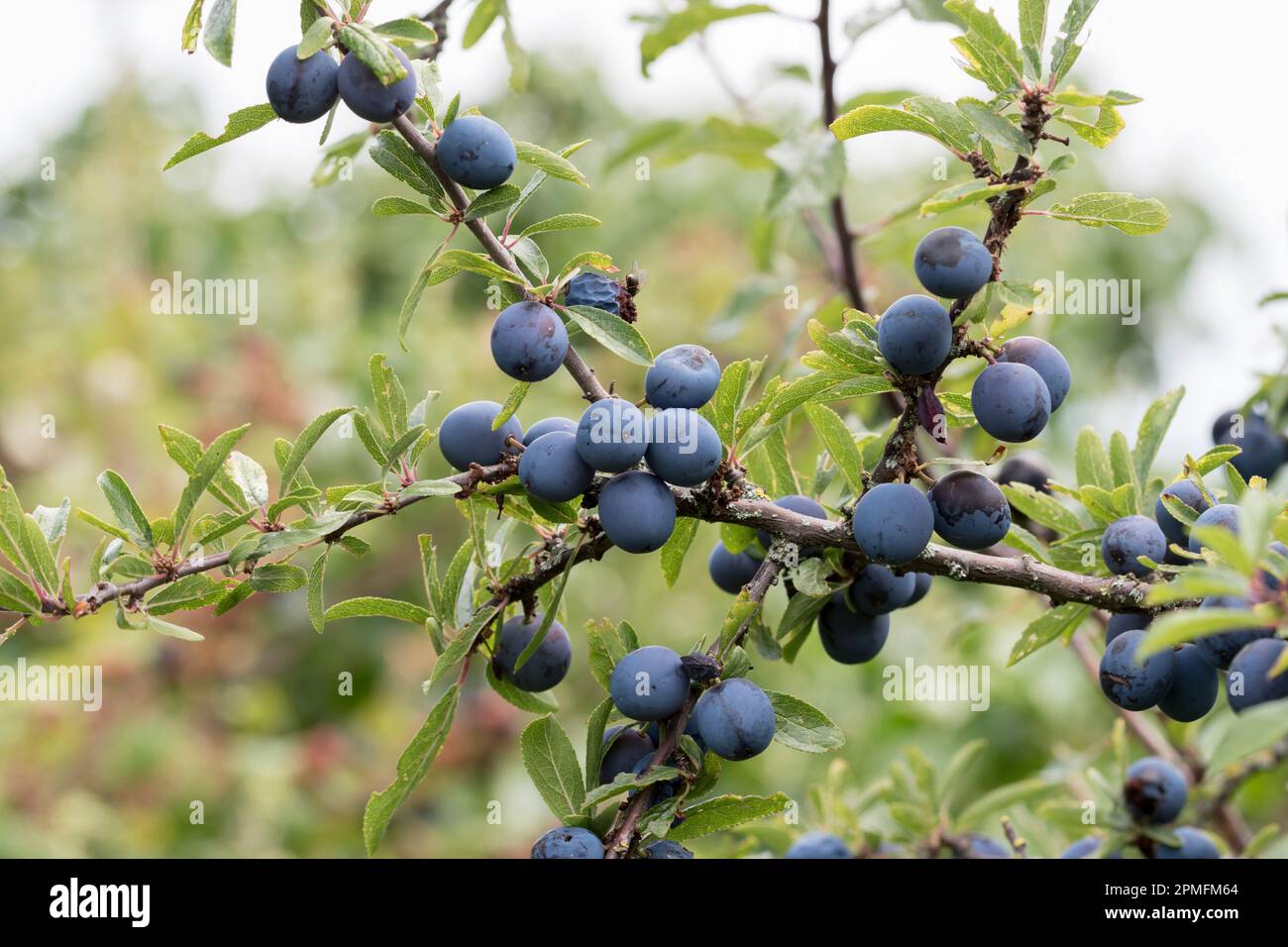 Prunus spinosa Blackthorn Sloe Stock Photo - Alamy