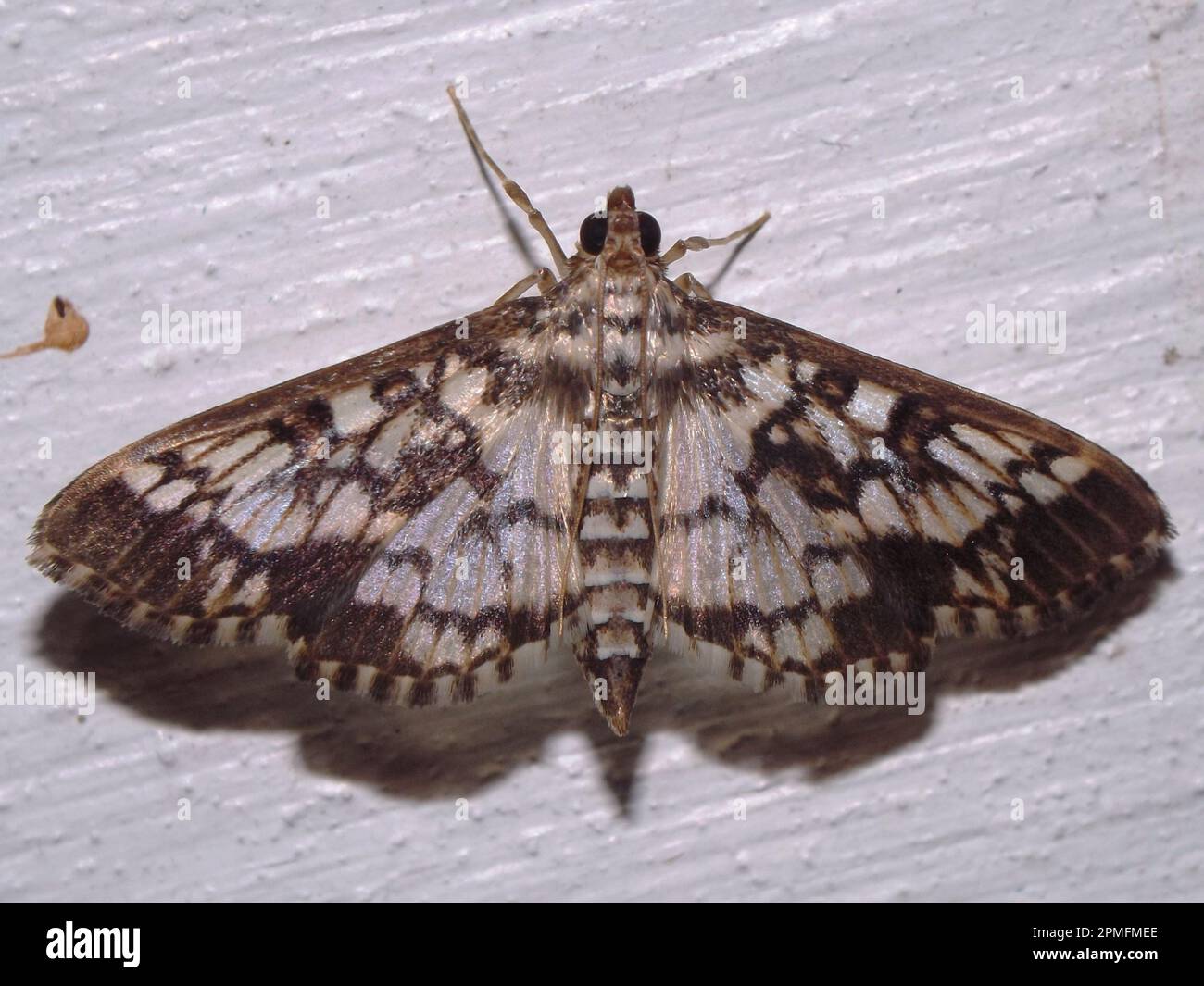 Grass moth (family Crambidae) Pyraustine species isolated on a white background from the jungle ...