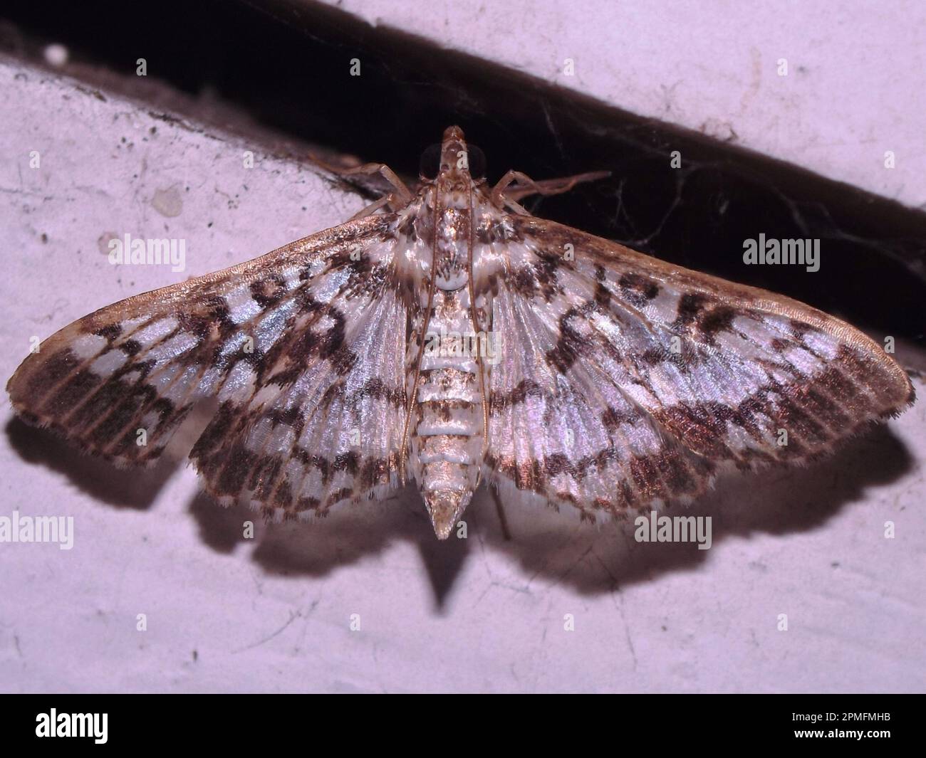 Grass Moth (family Crambidae) Spilomelinae - Prenesta species isolated ...