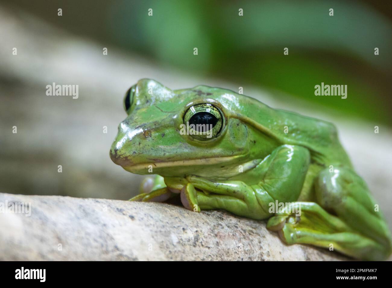 green Thao whipping frog (Rhacophorus feae) (Zhangixalus feae) looking ...