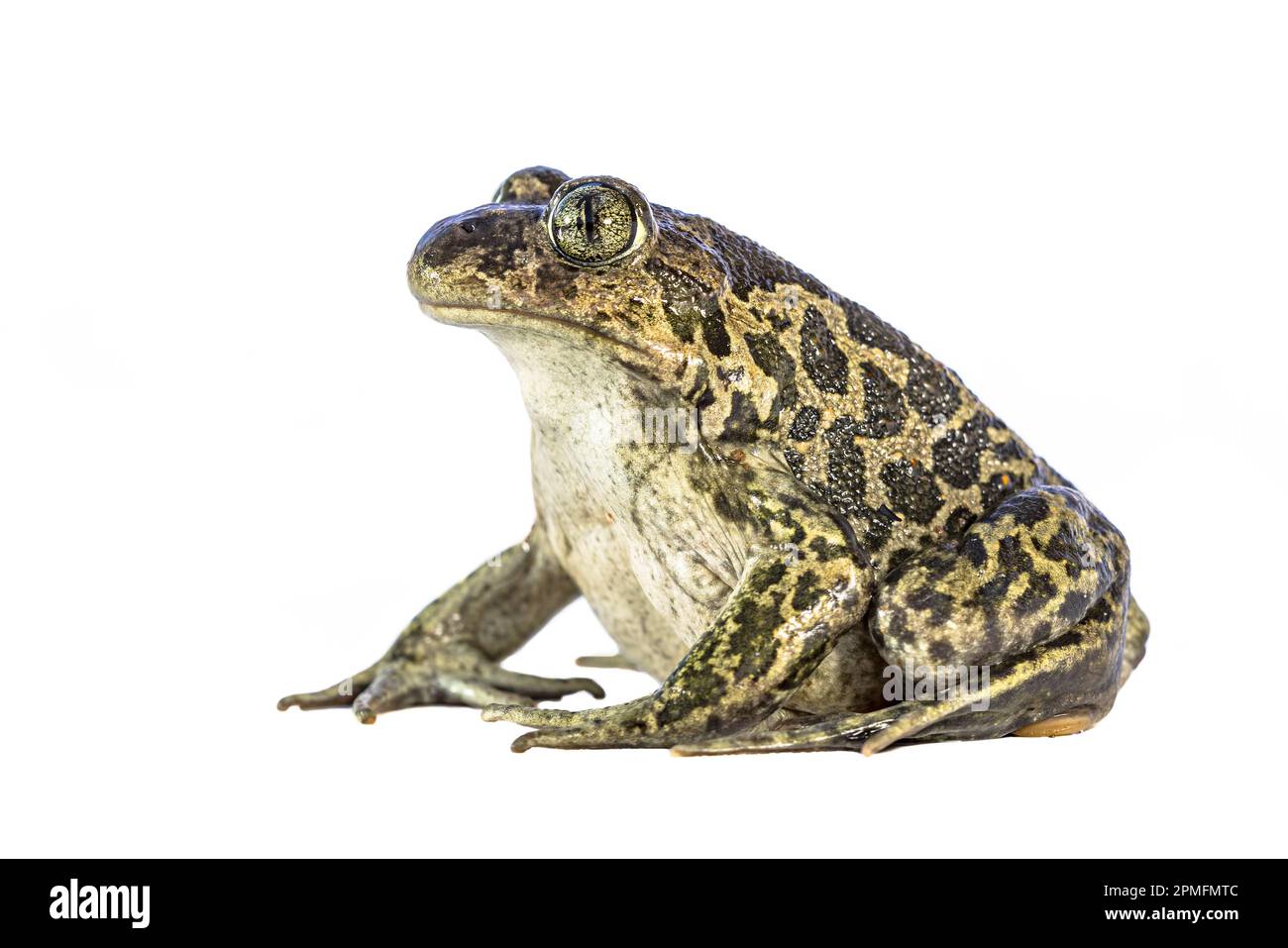 Eastern spadefoot or Syrian spadefoot (Pelobates syriacus), toad posing ...