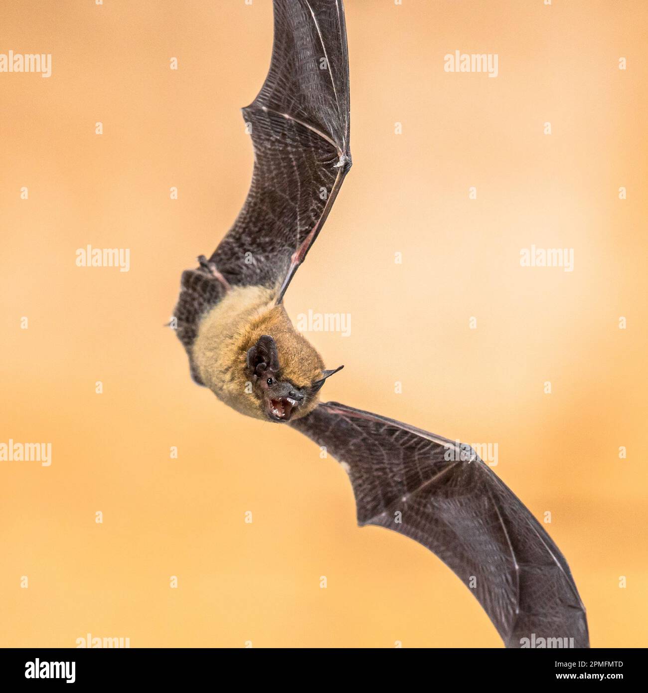 Flying pipistrelle bat (Pipistrellus pipistrellus) spectacular maneuver ...