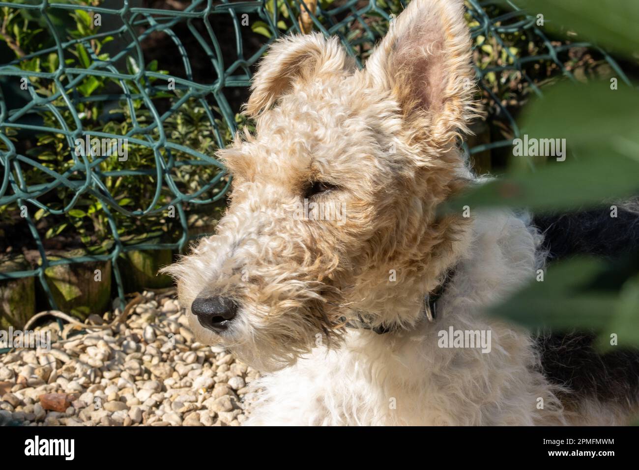 head of a Wire haired Fox Terrier in the garden sunshine Stock Photo ...