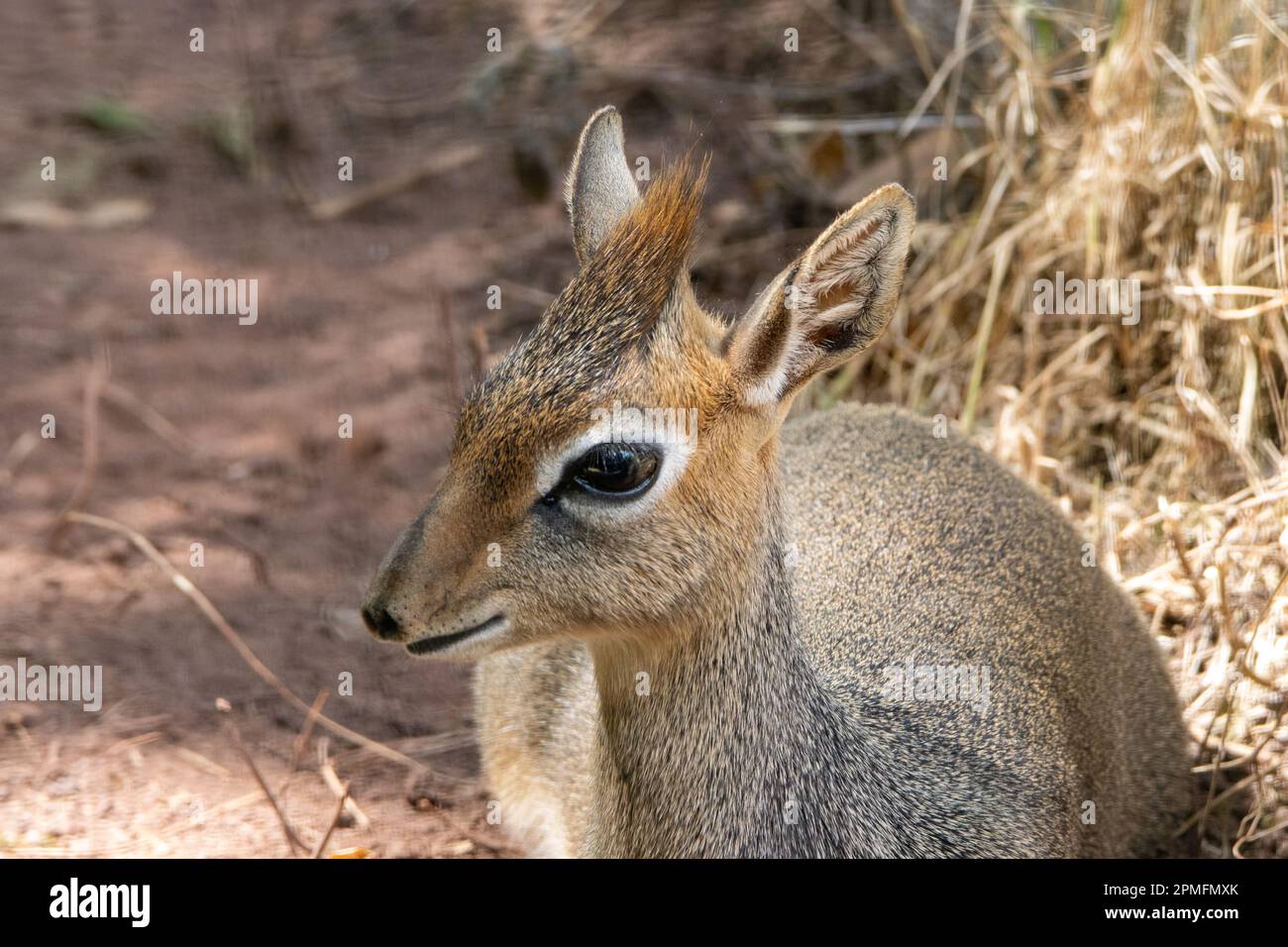 Kirk's dik-dik (Madoqua kirkii) head and shoulders isolated on a ...