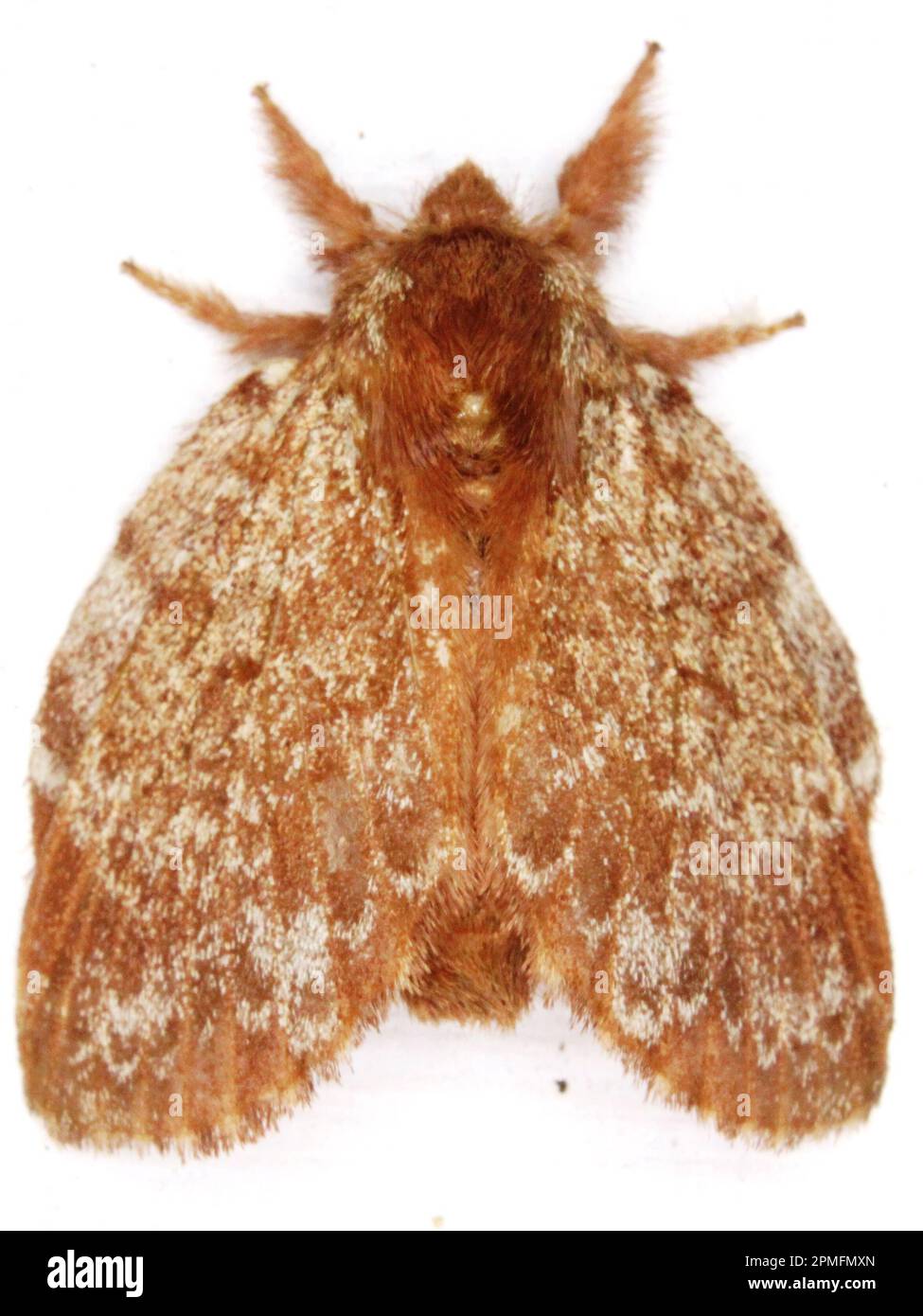 Lappet moth (family Lasiocampidae) indeterminate species isolated on a ...