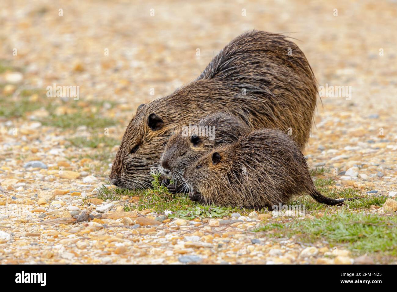 Nutria (Myocastor coypus) aquatic rodent with young. Wild Coyou with ...