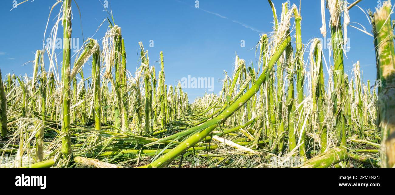 Hail damage and heavy rain destroyed a maize field Stock Photo - Alamy