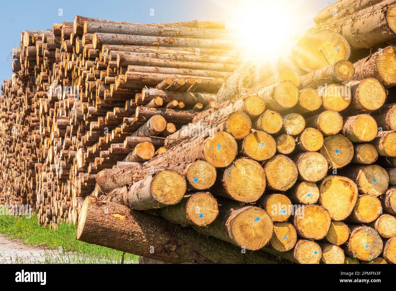 many tree trunks on a storage place Stock Photo - Alamy