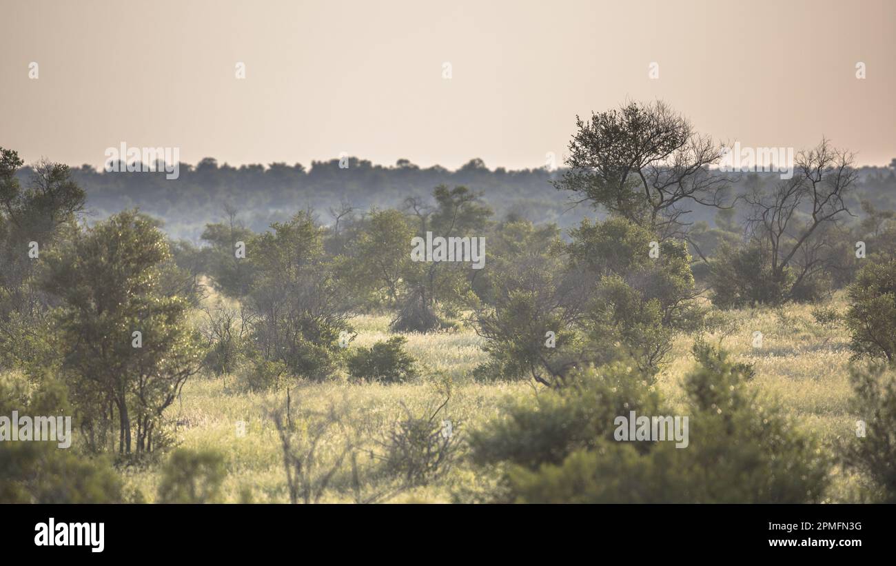 Savanna landscape with trees bushes and grass in early morning in ...