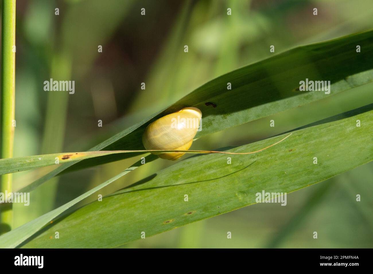pale yellow snail on the underside of a green leaf isolated on a ...