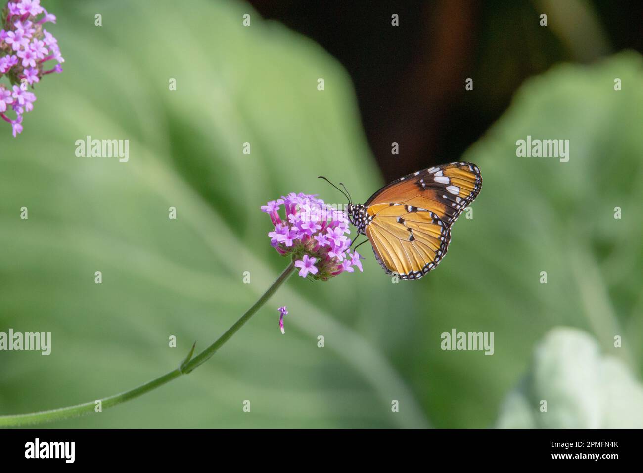 Plain Tiger butterfly (Danaus chrysippus chrysippus) with closed wings ...