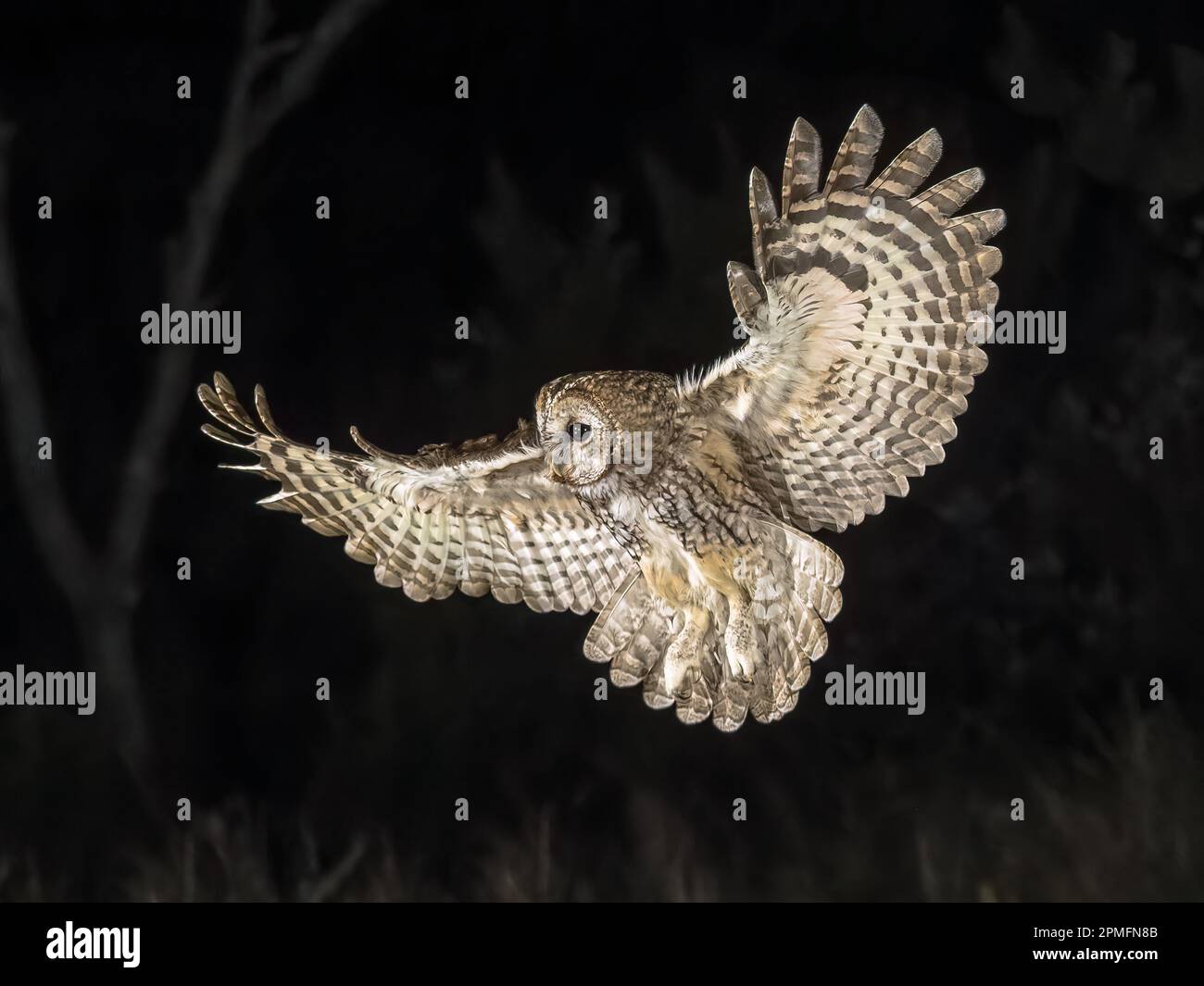 Flying Owl At Night