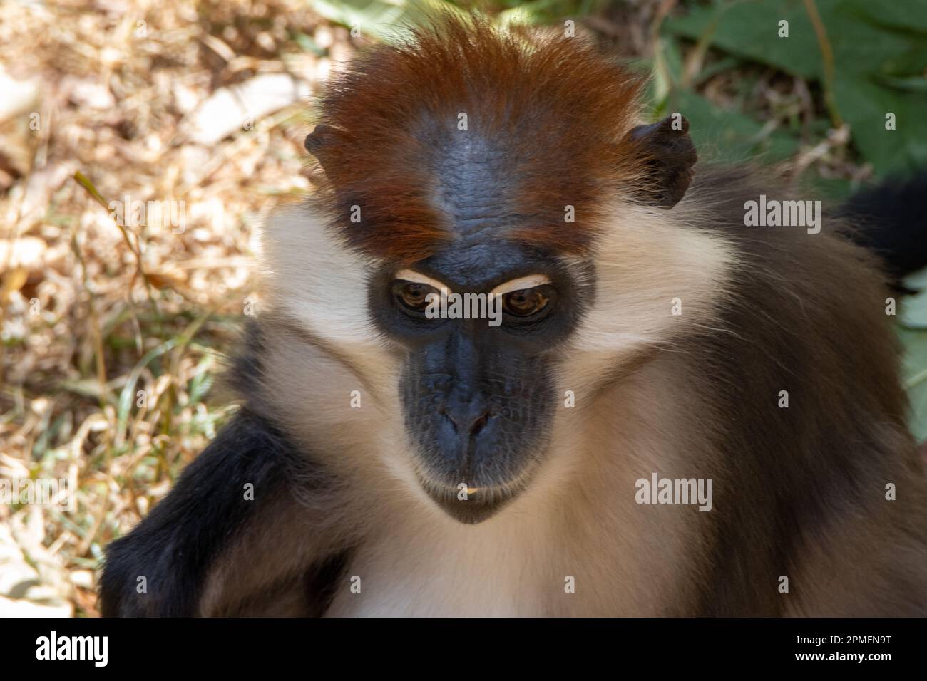 single female Cherry-crowned mangabey (Cercocebus torquatus) sitting ...
