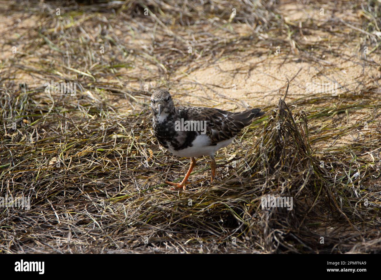Small water bird hi-res stock photography and images - Alamy
