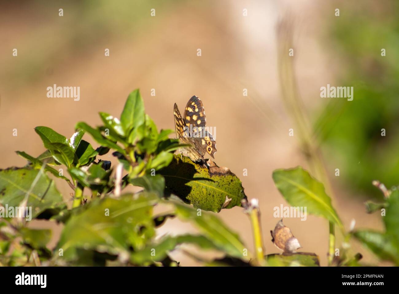 speckled wood (Pararge aegeria) butterfly with a natural green woodland ...