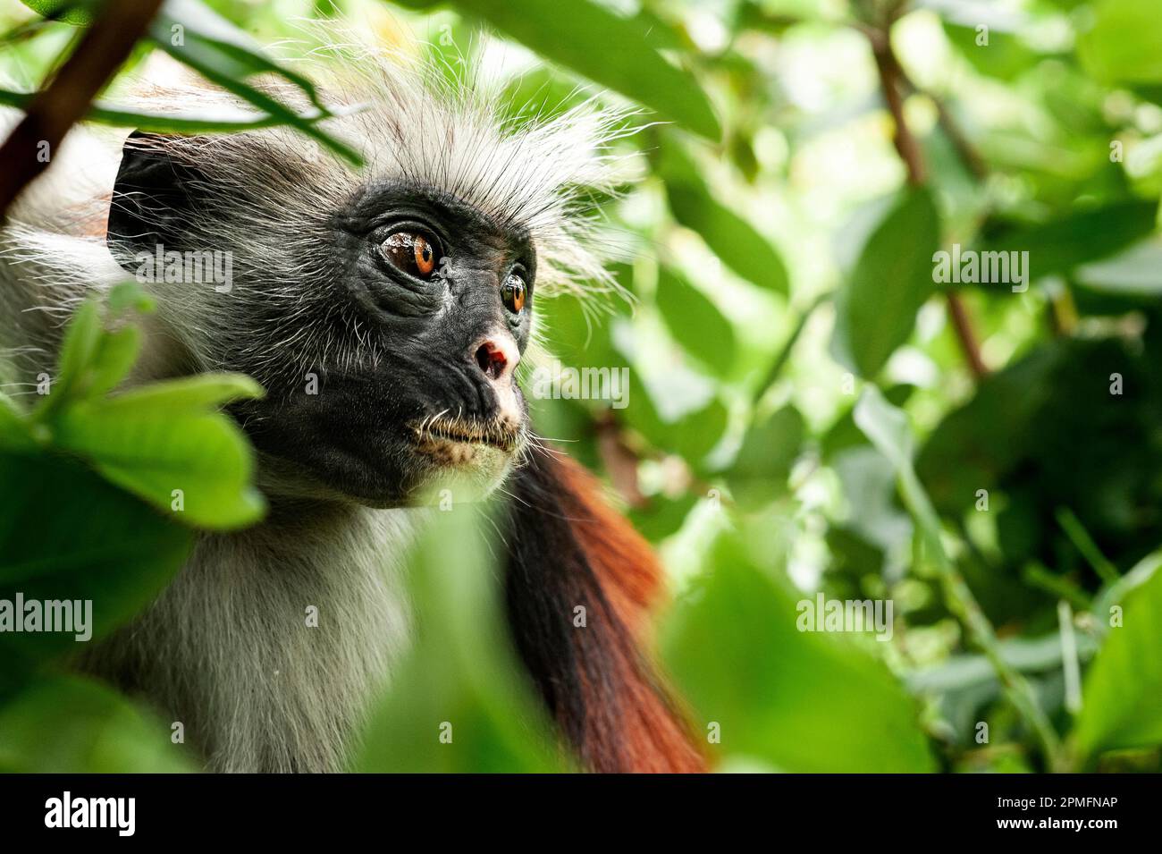 Red colobus of zanzibar hi-res stock photography and images - Alamy