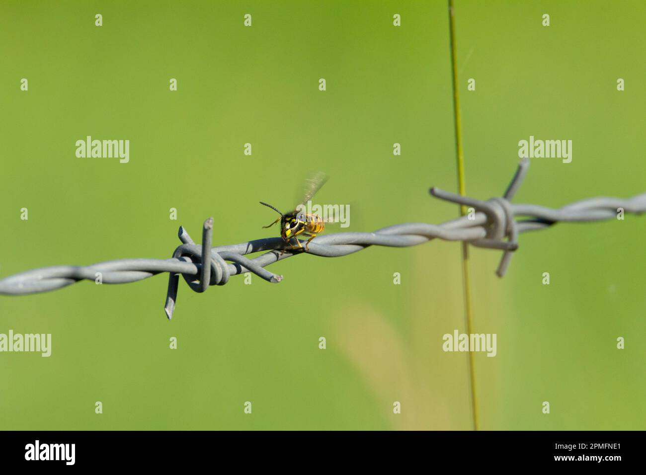 wasp on barbed wire and isolated on a natural green background Stock ...