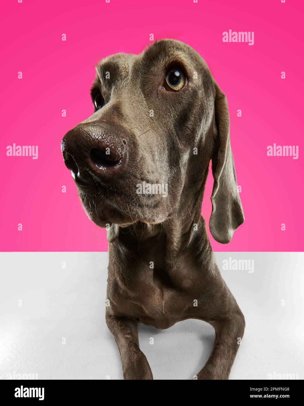 Cute pet, dog Weimaraner posing with big compassionate eyes over pink ...