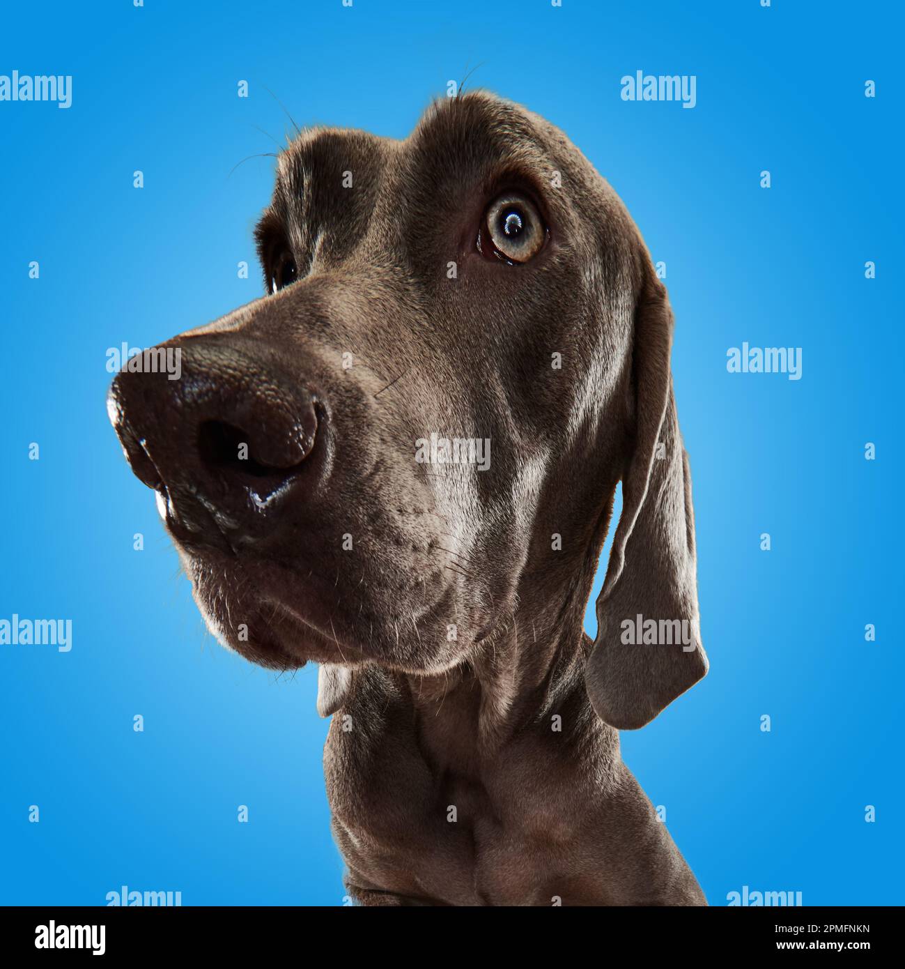 Cute pet, dog posing with big curious eyes over pink studio background ...