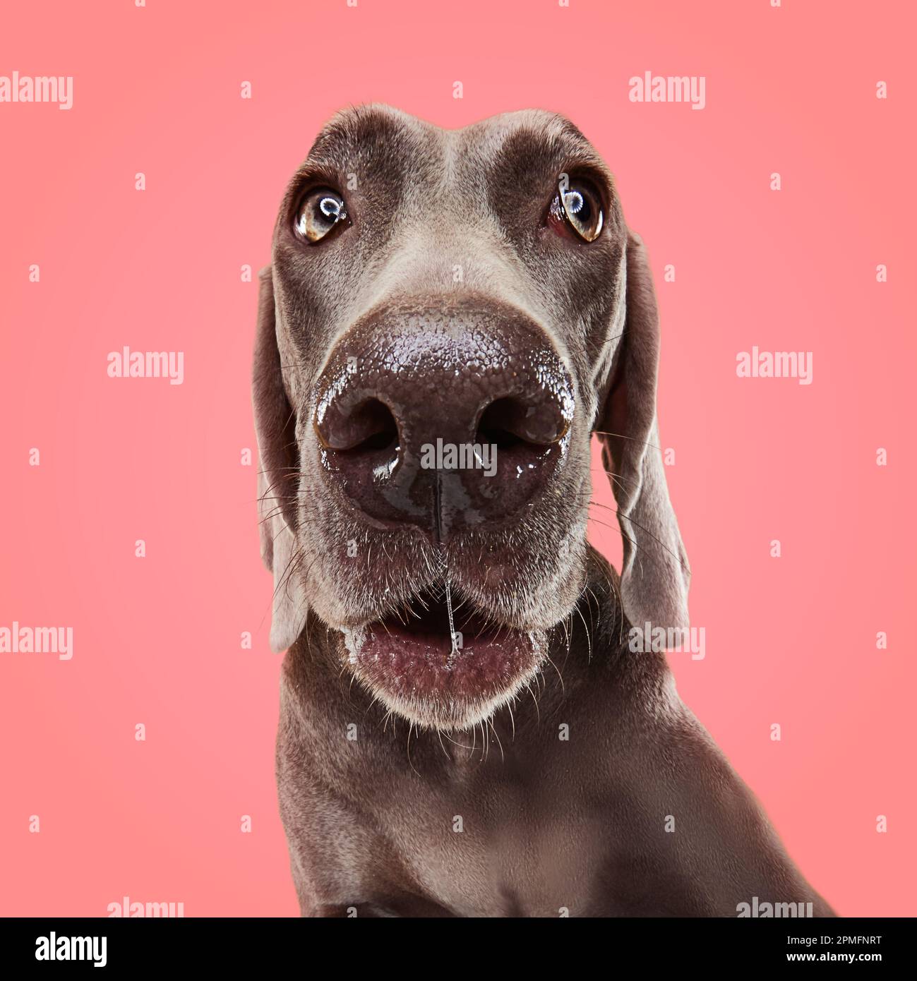 Shot of Weimaraner with big kind eyes and brown fur posing over pink ...