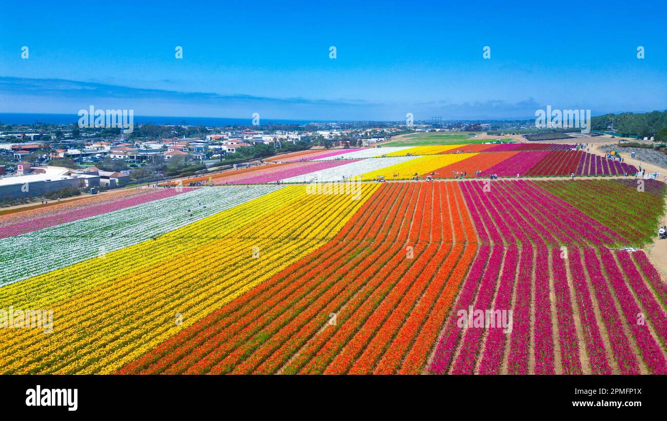 An aerial view of a colorful field of wildflowers in Carlsbad, United ...