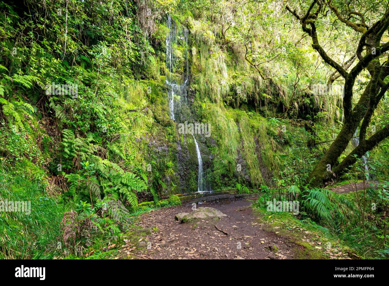 Madeira typical walking and hiking patch. Levada do Furado, one the ...