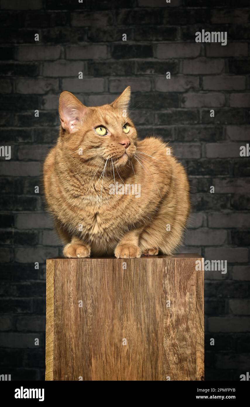 Wooden column hi-res stock photography and images - Alamy