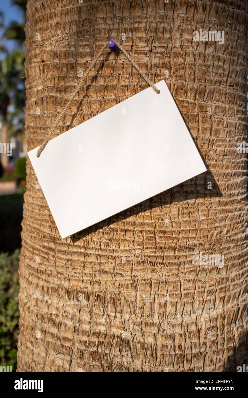 vertical coconut tree with white hanging picture sign with empty free ...