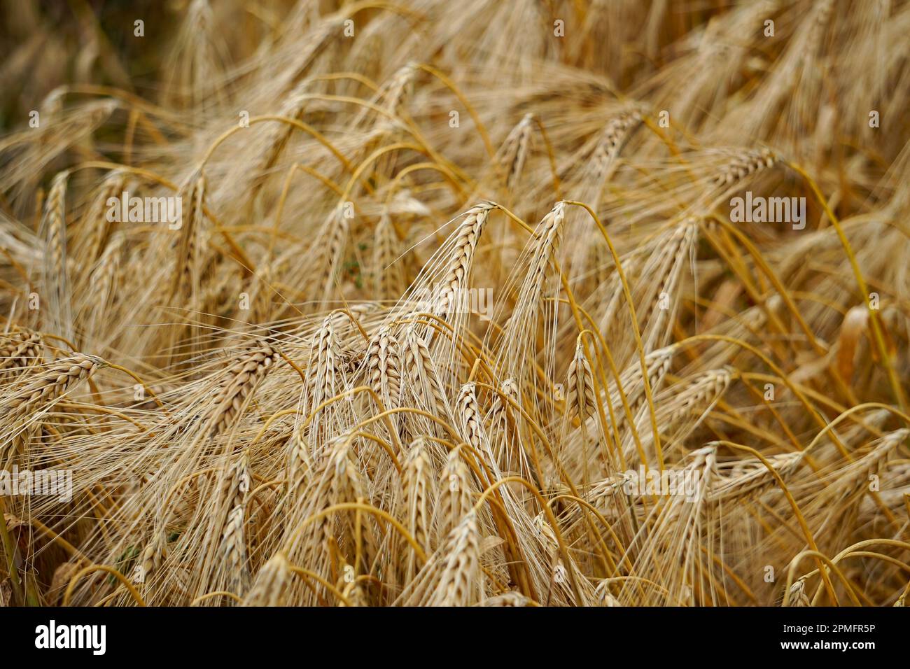 Getreide futures hi-res stock photography and images - Alamy