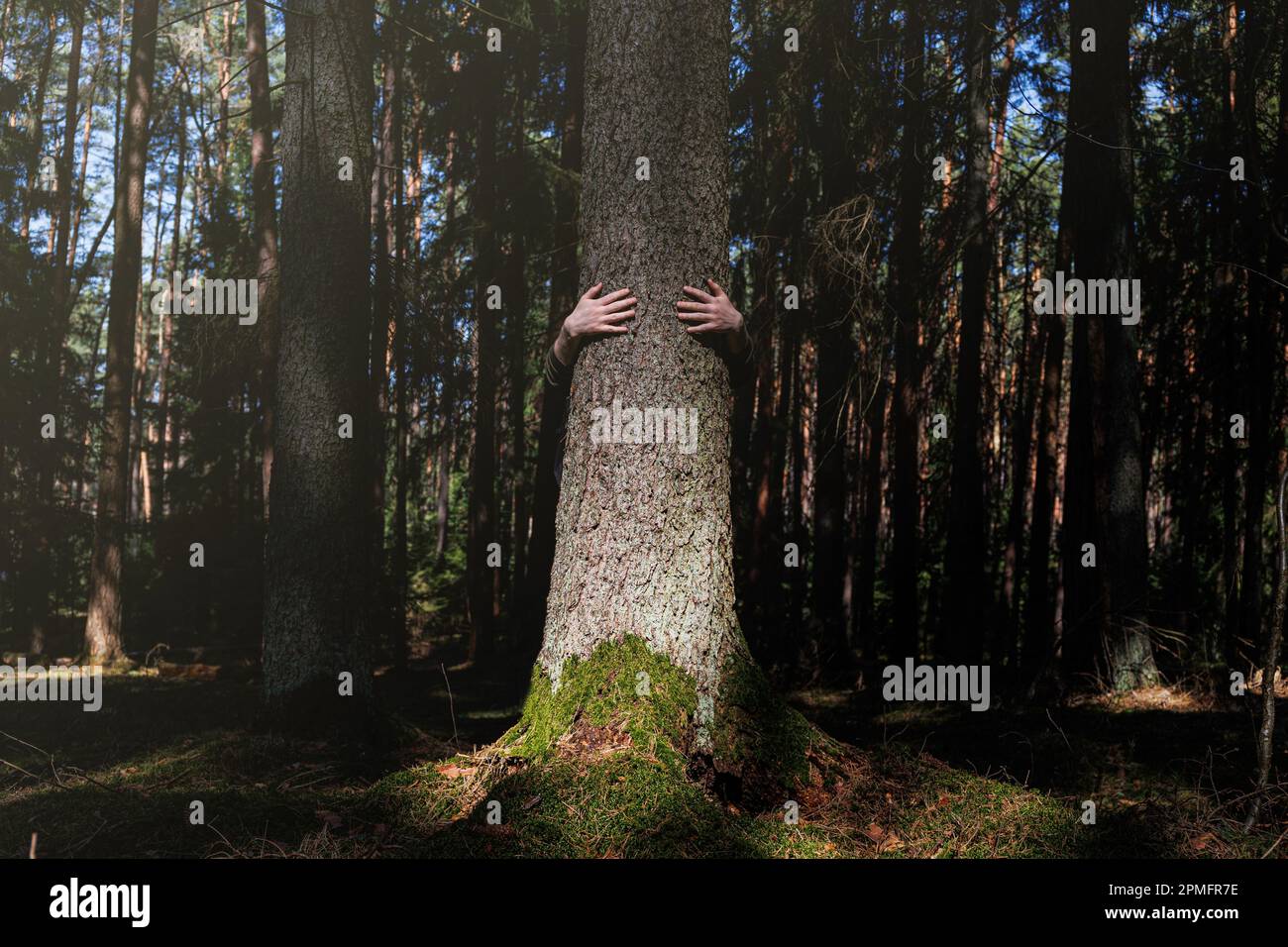 Human hug a tree in the dramatic light at the forest. Nature love ...